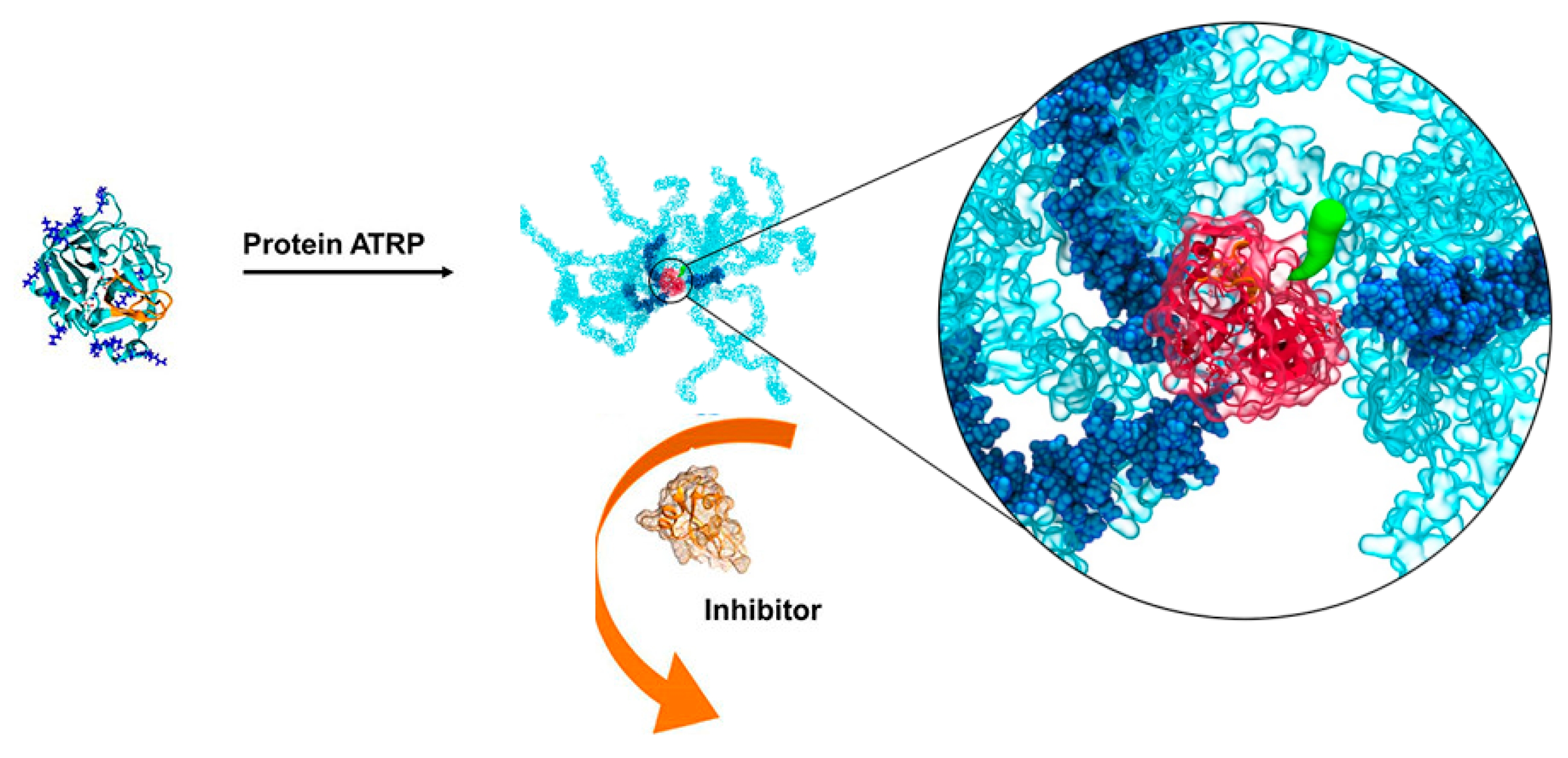 Target Bioconjugation of Protein Through Chemical, Molecular Dynamics ...