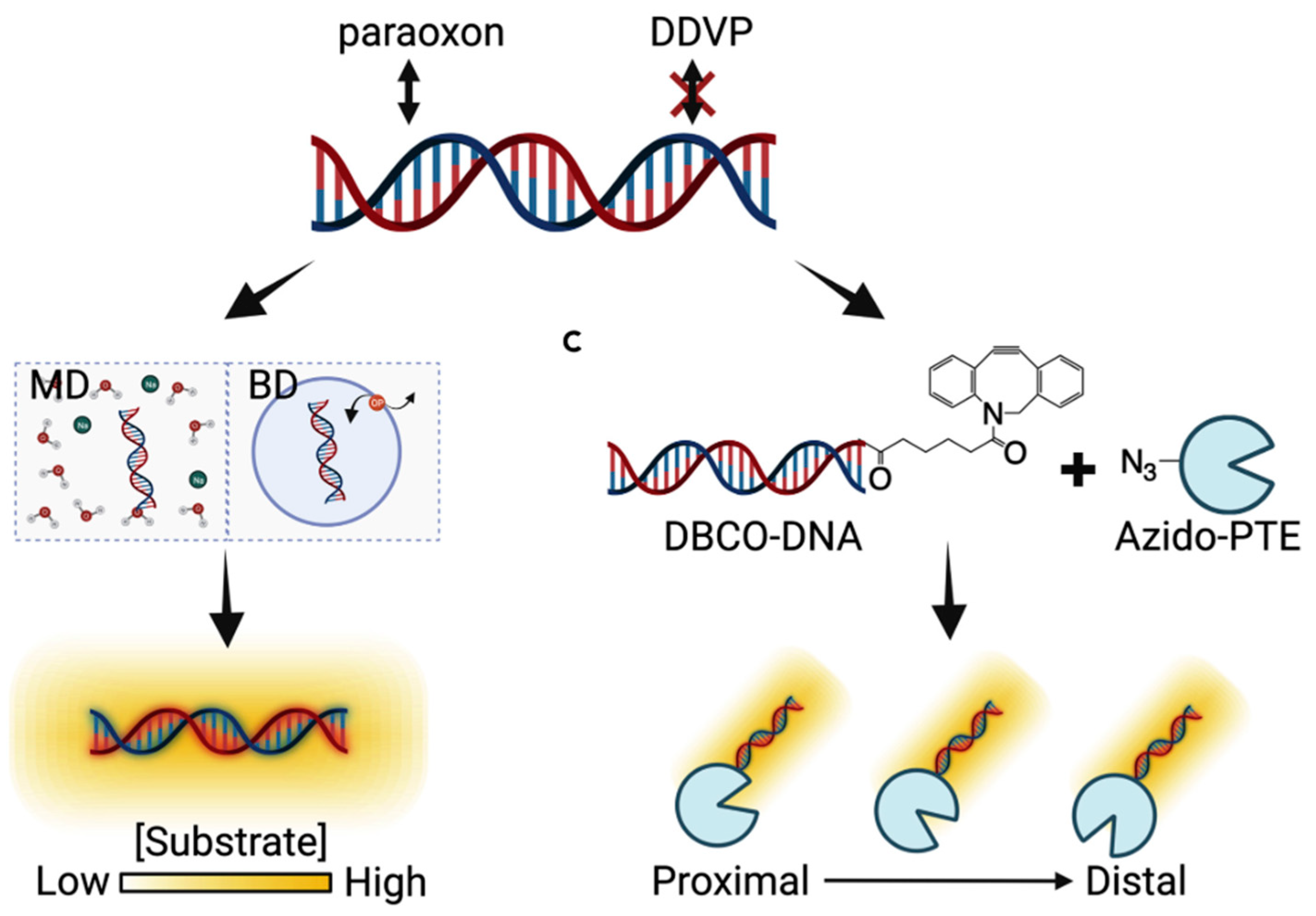 Target Bioconjugation of Protein Through Chemical, Molecular Dynamics ...