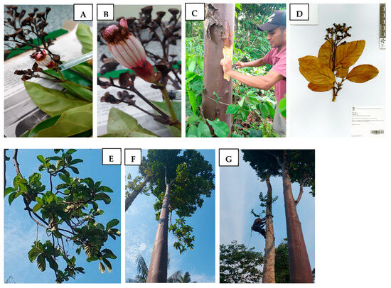 Identification of Bioactive Metabolites of Capirona macrophylla by ...