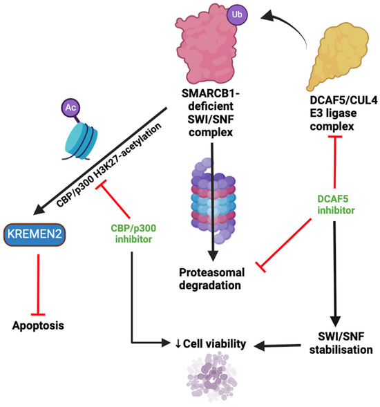 SMARCB1 Deficiency as a Driver of the Hallmarks of Cancer in Rhabdoid ...