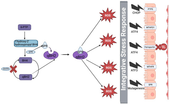 Multiple Hits on Cerebral Folate, Tetrahydrobiopterin and Dopamine ...