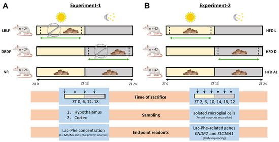High-Calorie Diet Consumption Induces Lac-Phe Changes in the Brain in a ...