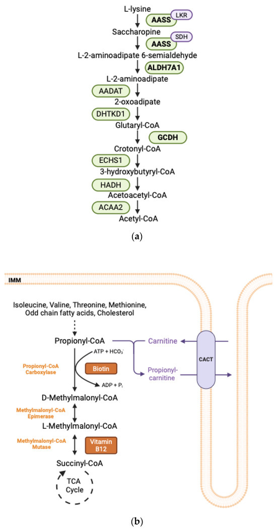 Amino Acid Metabolism in Liver Mitochondria: From Homeostasis to Disease