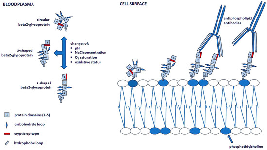 Antiphospholipid Syndrome—Diagnostic and Methodologic Approach