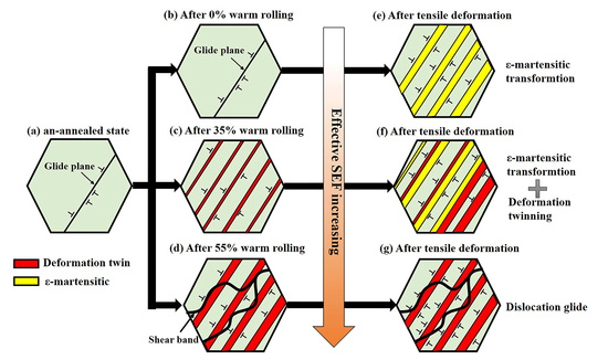 Metals | Free Full-Text | The Influence of Warm Rolling Reduction on Microstructure Evolution ...