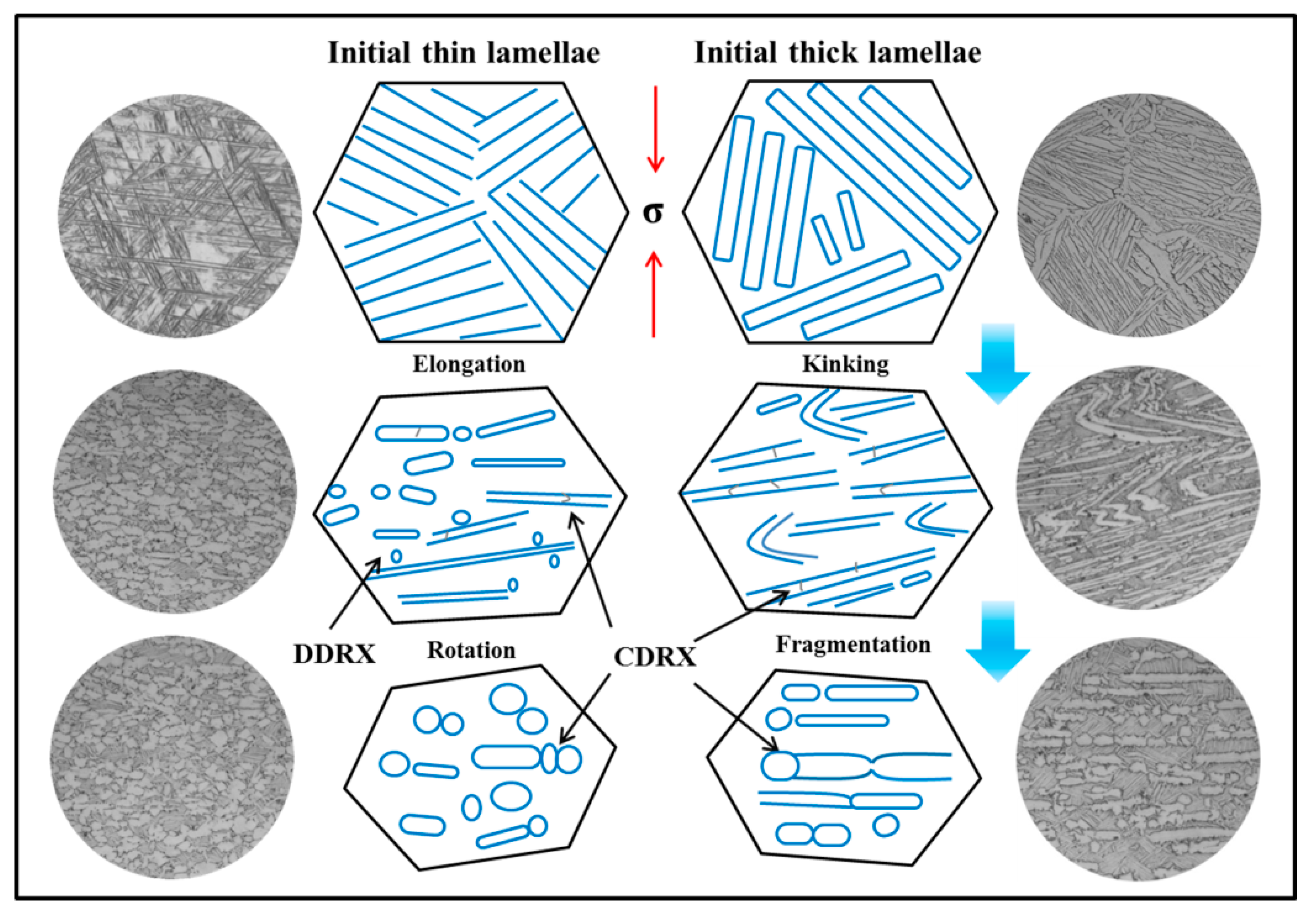 Metals Free Full Text Characterization Of Microstructural Evolution