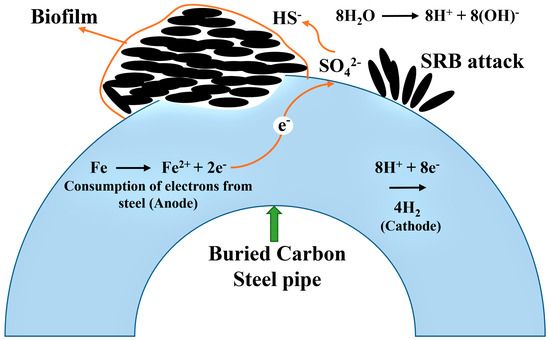 Metals | Free Full-Text | Microbiologically Influenced Corrosion of a ...
