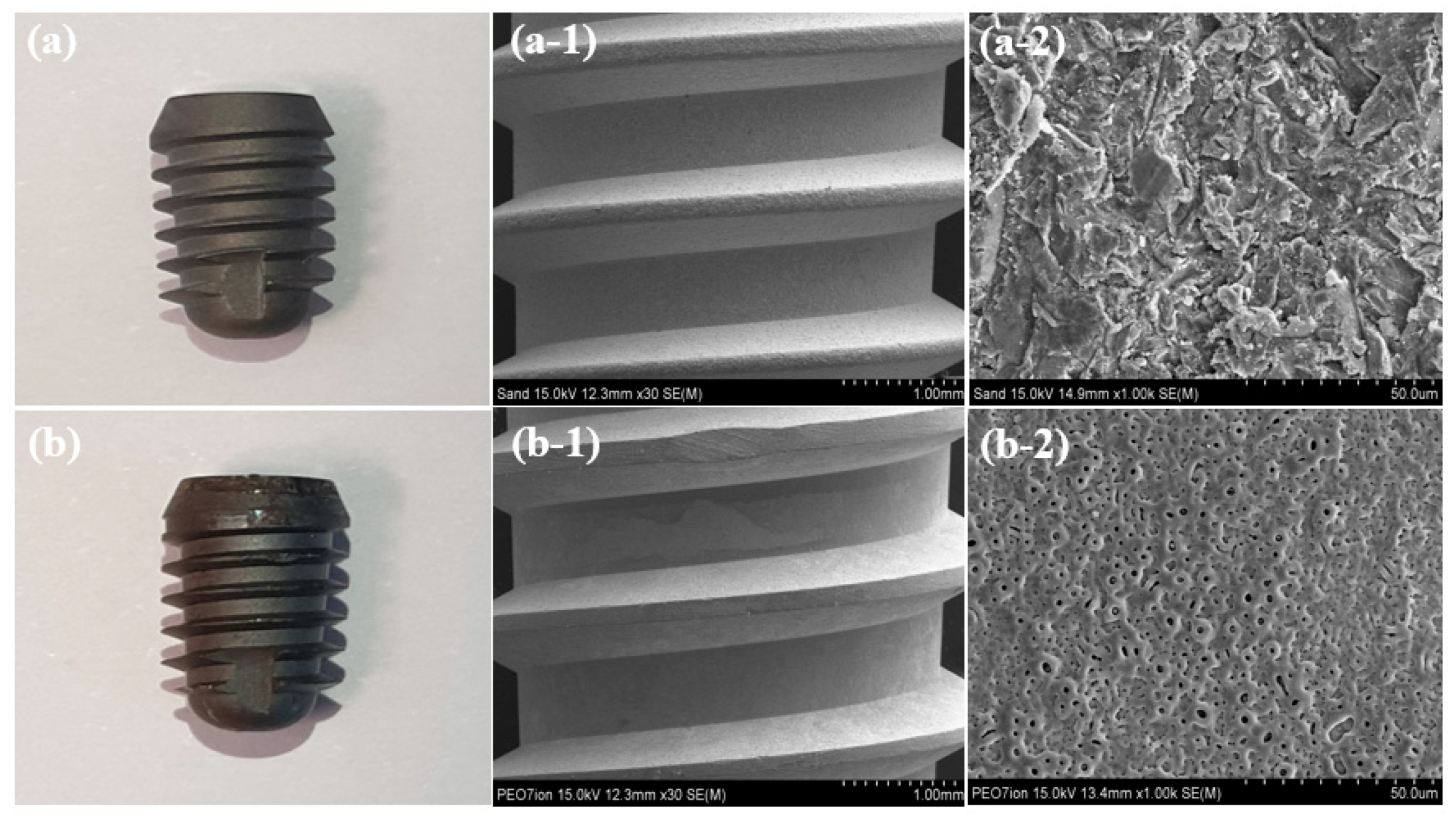 Acceleration of Bone Formation and Adhesion Ability on Dental Implant ...