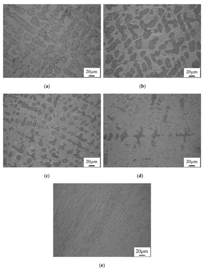 Effects of Primarily Solidified Dendrite and Thermal Treatments on the ...