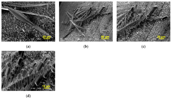 Morphology and Structure of Electrolytically Synthesized Tin Dendritic ...