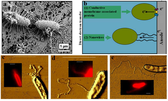 Microbiologically Influenced Corrosion Mechanism of Ferrous Alloys in ...