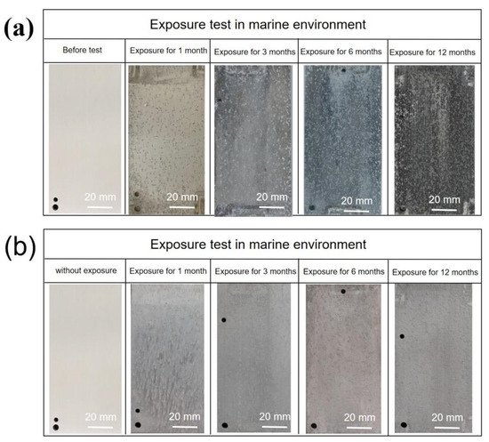 Research on Dynamic Marine Atmospheric Corrosion Behavior of AZ31 Magnesium Alloy