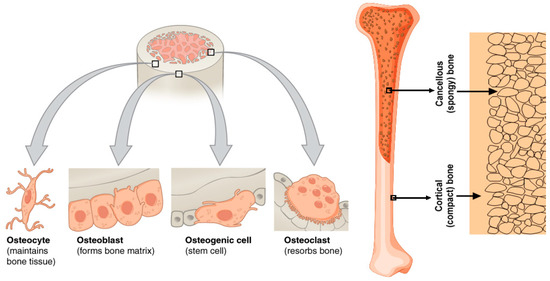 A Review of Surgical Bone Drilling and Drill Bit Heat Generation for ...