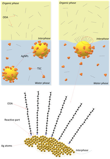 The Mechanism of Phase Transfer Synthesis of Silver Nanoparticles Using ...