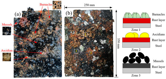 Effects of Different Fouling Organisms on Corrosion Behavior of Carbon ...