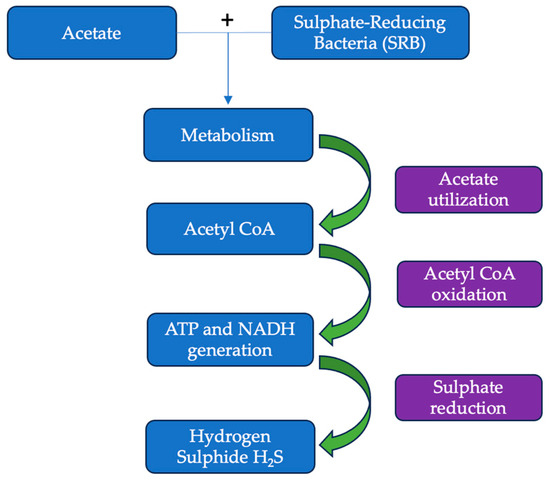 Effect of Acetate on Microbiologically Influenced Corrosion of Internal ...