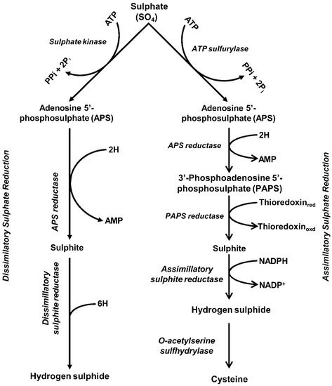 Methane | Free Full-Text | Reducing Enteric Methanogenesis through ...