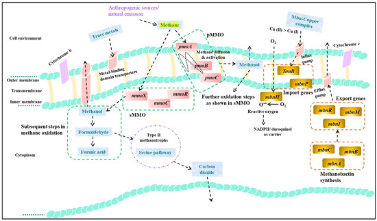 Methane Oxidation via Chemical and Biological Methods: Challenges and ...