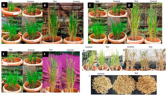 Exploring the Potential of Methanotrophs for Plant Growth Promotion in ...