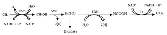Methane Biofiltration Processes: A Summary of Biotic and Abiotic Factors