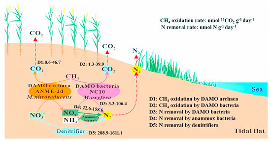 Methane Biofiltration Processes: A Summary of Biotic and Abiotic Factors