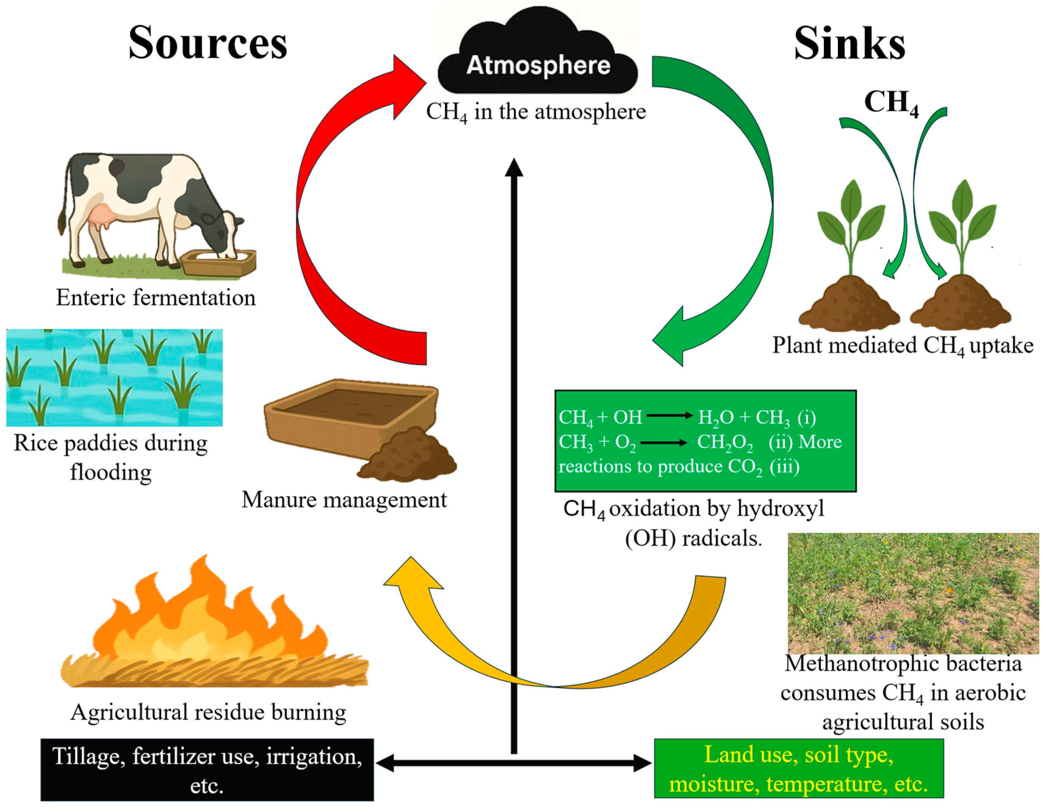 Methane Emissions from Livestock Operations: Sources, Sinks, and ...