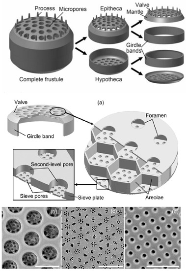 Diatom Biosilica in Targeted Drug Delivery and Biosensing Applications ...