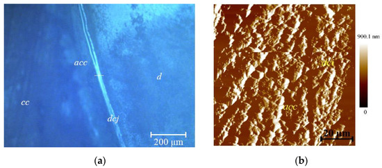 Micro | An Open Access Journal from MDPI