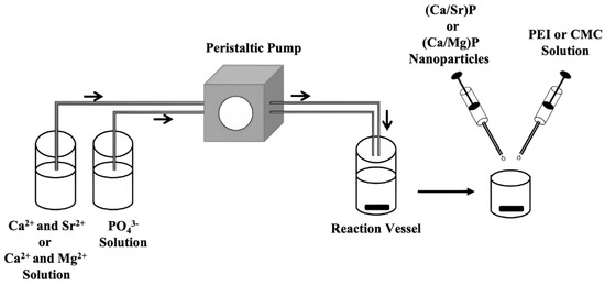 Micro | Free Full-Text | In-Vitro Cell Response to Strontium/Magnesium-Doped Calcium Phosphate ...