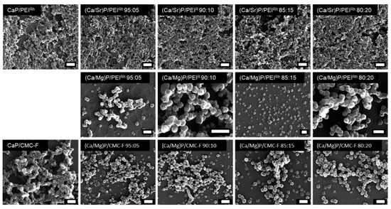 Micro | Free Full-Text | In-Vitro Cell Response to Strontium/Magnesium-Doped Calcium Phosphate ...