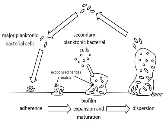 Micro | Free Full-Text | The Importance of Biofilms on Microplastic Particles in Their Sinking ...