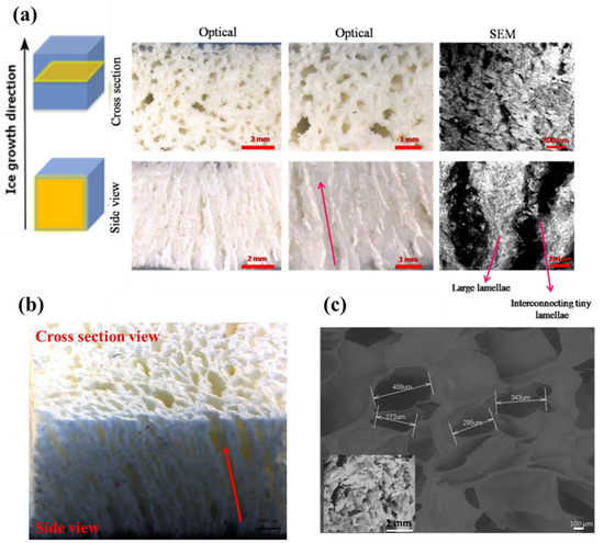 Designing Viscoelastic Gelatin-PEG Macroporous Hybrid Hydrogel with ...