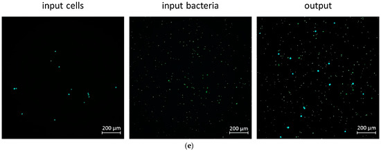 Microfluidic System for Cell Mixing and Particle Focusing Using Dean ...