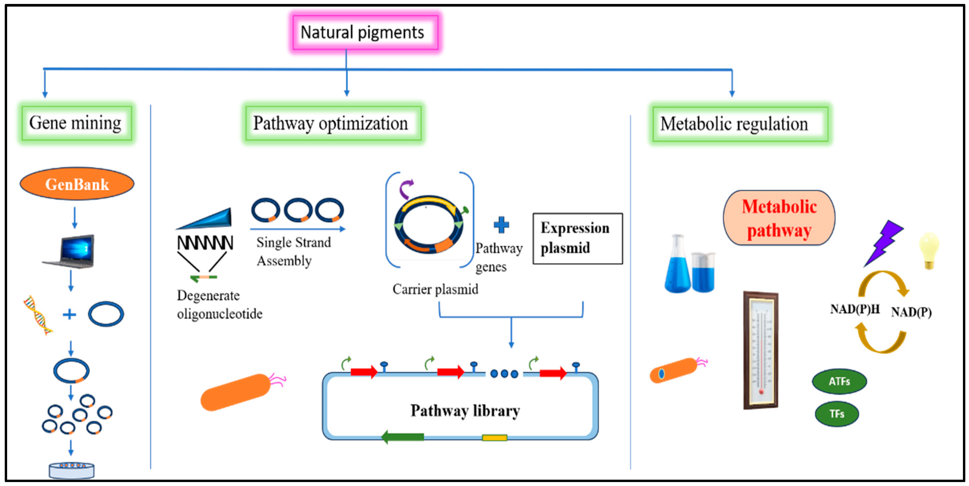 Unveiling the Intricacies of Microbial Pigments as Sustainable ...