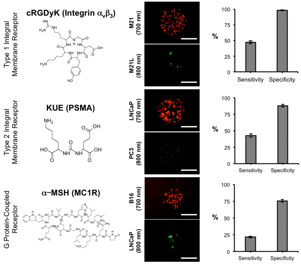 Screening of Small Molecule Microarrays for Ligands Targeted to the ...