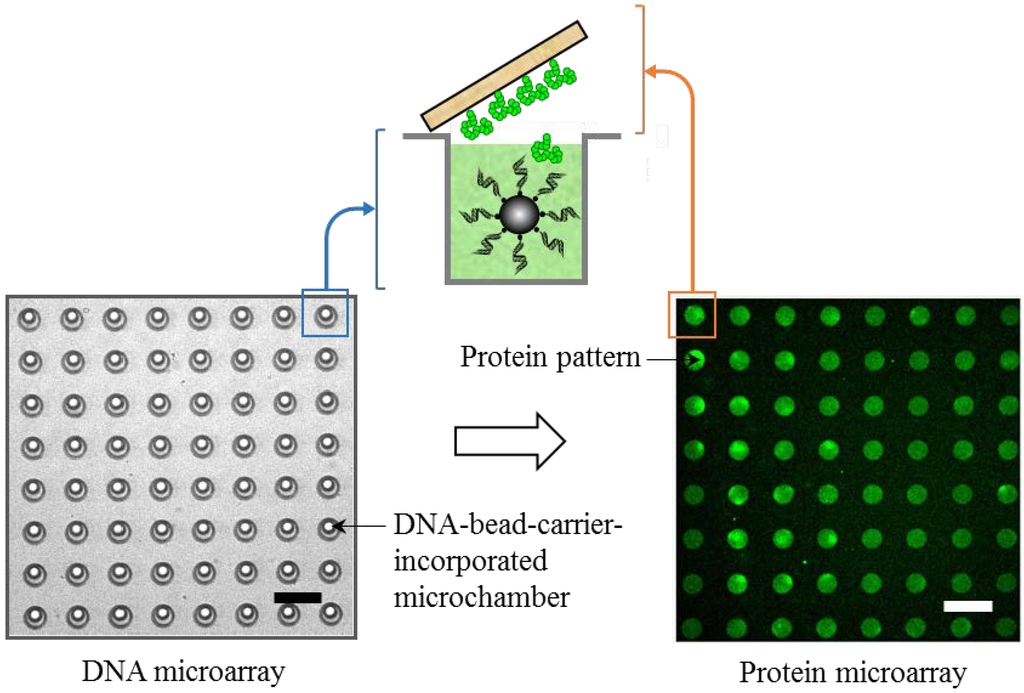 Microarrays | Free Full-Text | Microintaglio Printing for Soft ...