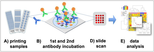 Microarrays | Special Issue : Antibody Microarrays in Clinical Proteomics