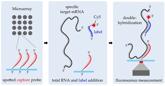 Microarrays | Free Full-Text | A Double-Hybridization Approach for the ...