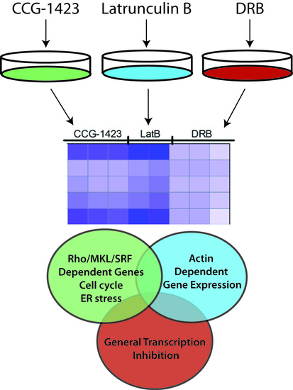 Microarrays | Special Issue : Diagnostic, Prognostic and Predictive ...