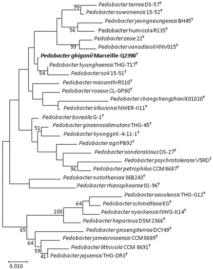 Pedobacter ghigonii sp. nov., Isolated from the Microbiota of the ...