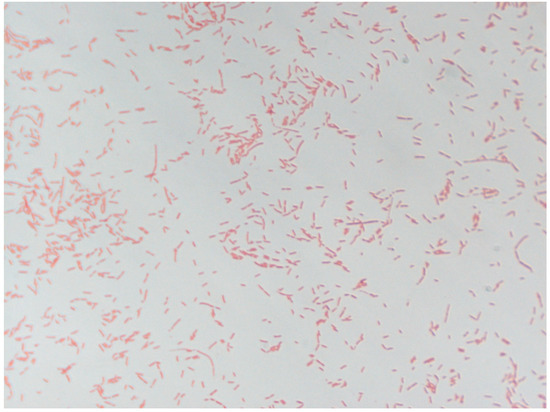 Pedobacter ghigonii sp. nov., Isolated from the Microbiota of the ...