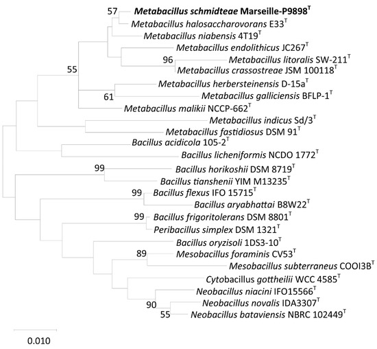 Metabacillus schmidteae sp. nov., Cultivated from Planarian Schmidtea ...