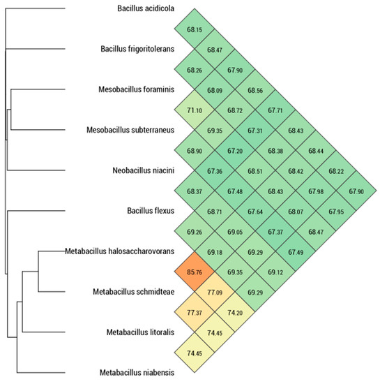 Metabacillus schmidteae sp. nov., Cultivated from Planarian Schmidtea ...