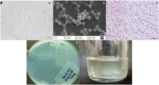 Isolation, Description and Genome Analysis of a Putative Novel ...