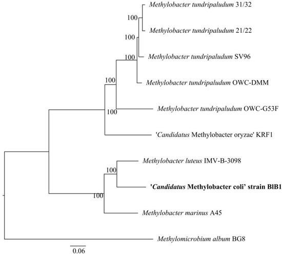 Isolation, Description and Genome Analysis of a Putative Novel ...