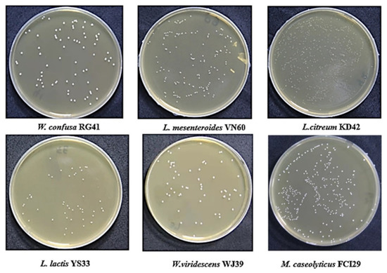 An Assessment of the Lactic Acid-Producing Potential of Bacterial ...