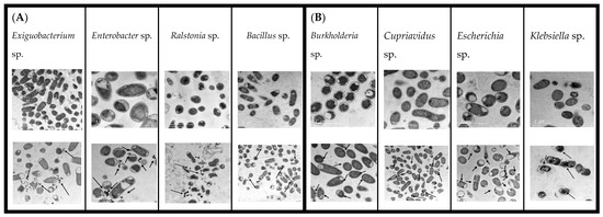 Microbiology Research | An Open Access Journal from MDPI