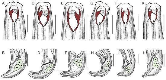 Molecular Character of Mylonchulus hawaiiensis and Morphometric ...