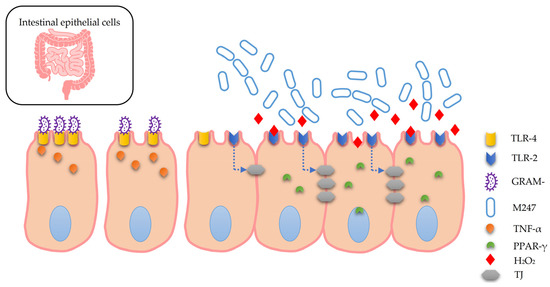 Lactobacillus crispatus M247: Characteristics of a Precision Probiotic ...