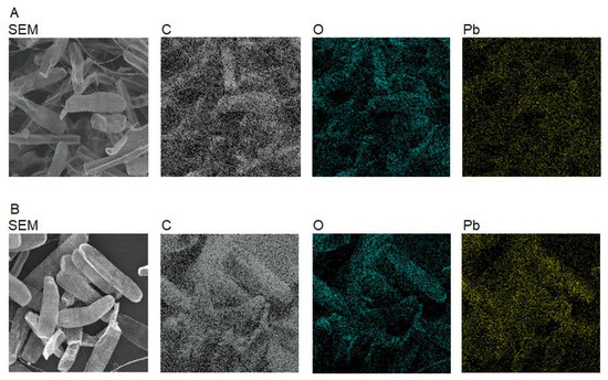 Microbiology Research | Free Full-Text | Removal of Pb (II) from ...